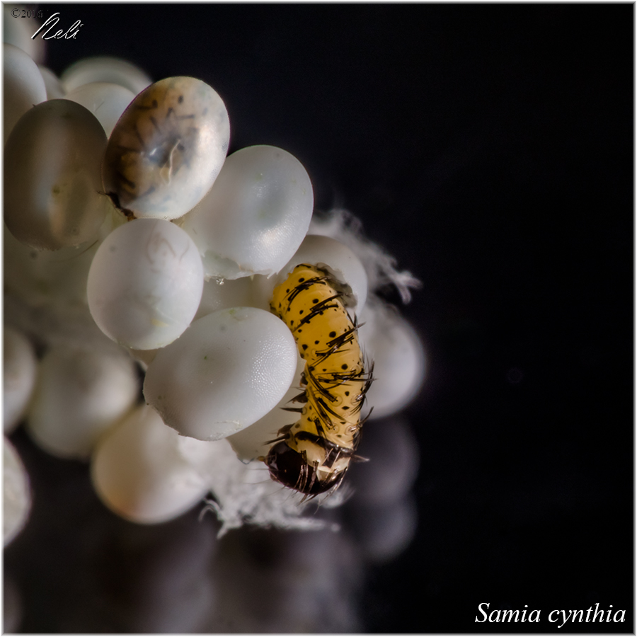 Samia cynthia Archivos - Planeta-Neli